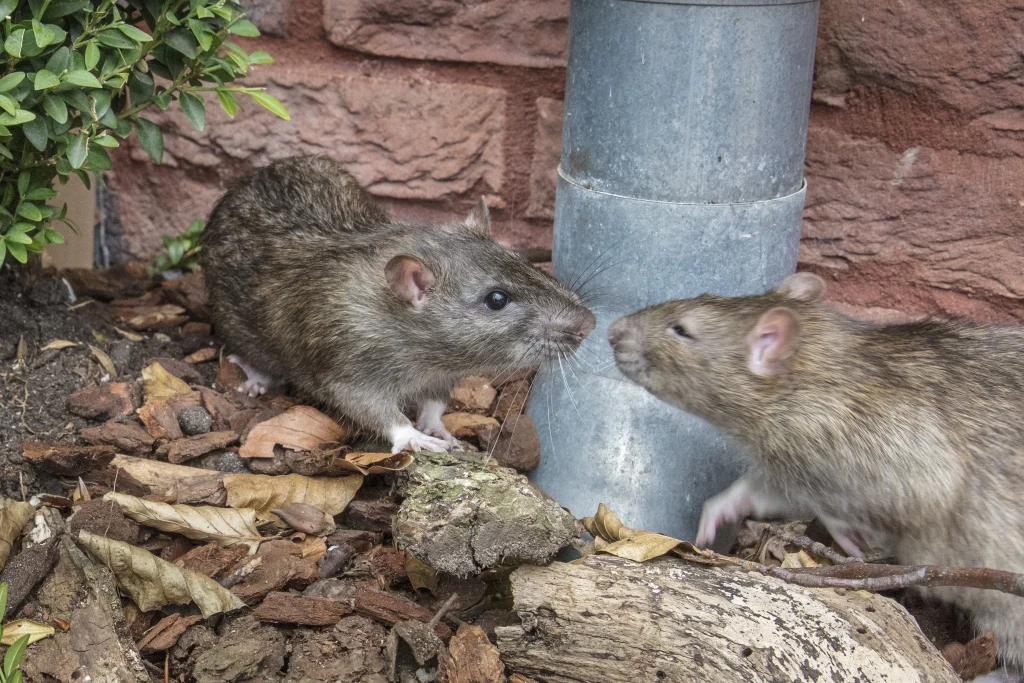De Amsterdamse rat zijn we zat - MaLive